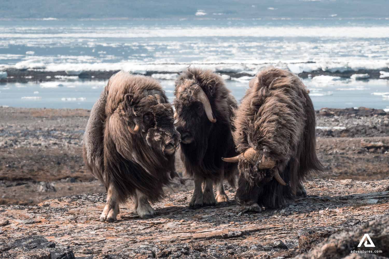 Explore Inuit Culture & See Arctic Wildlife | Adventures.com