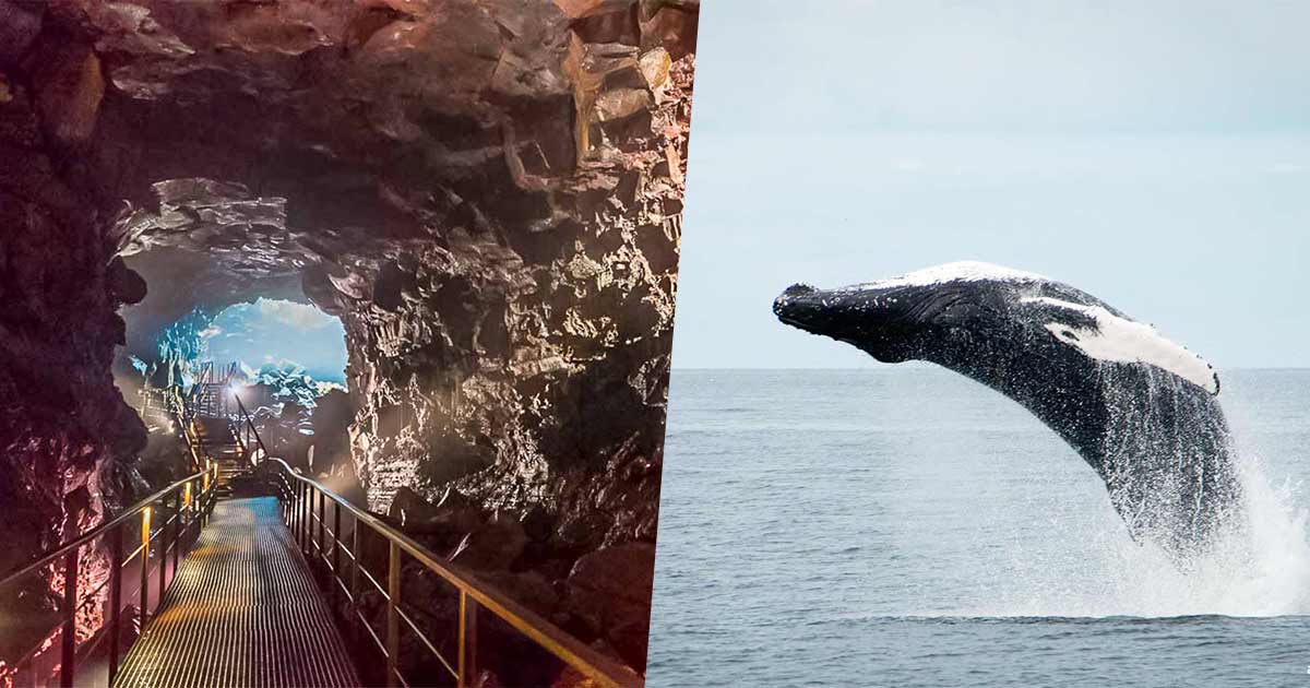 Lava Tube Caving and Whale Watching - Combo day tour