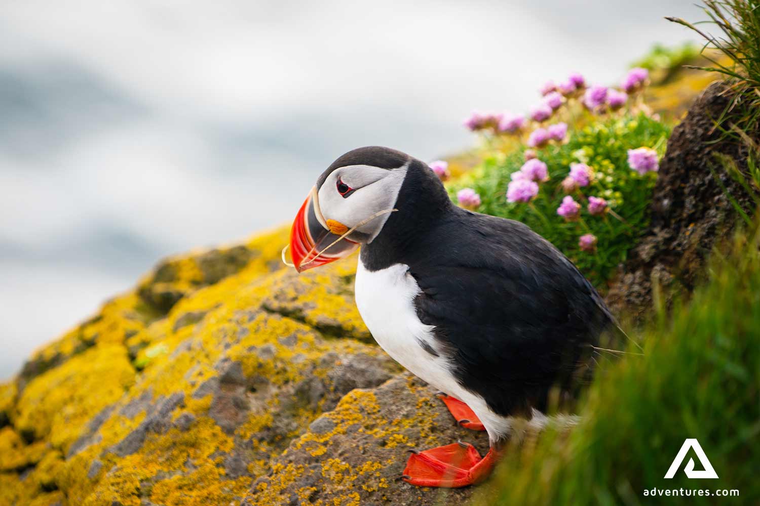 Whales & Puffins Tour | North Iceland Tours | Adventures.com
