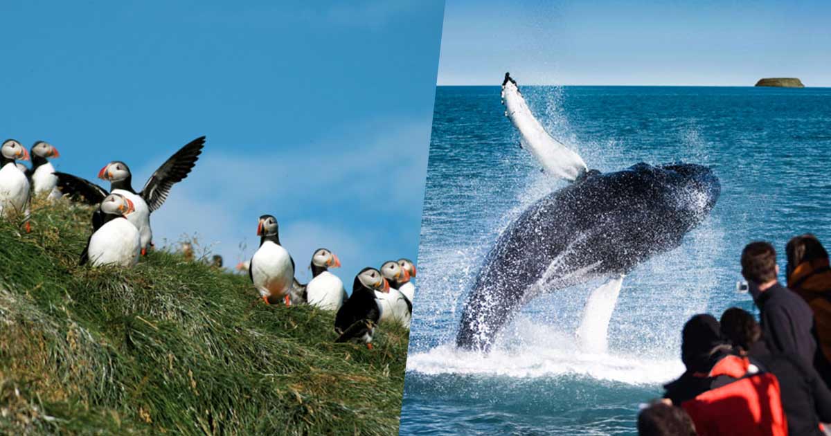 Whales & Puffins Tour | North Iceland Tours | Adventures.com