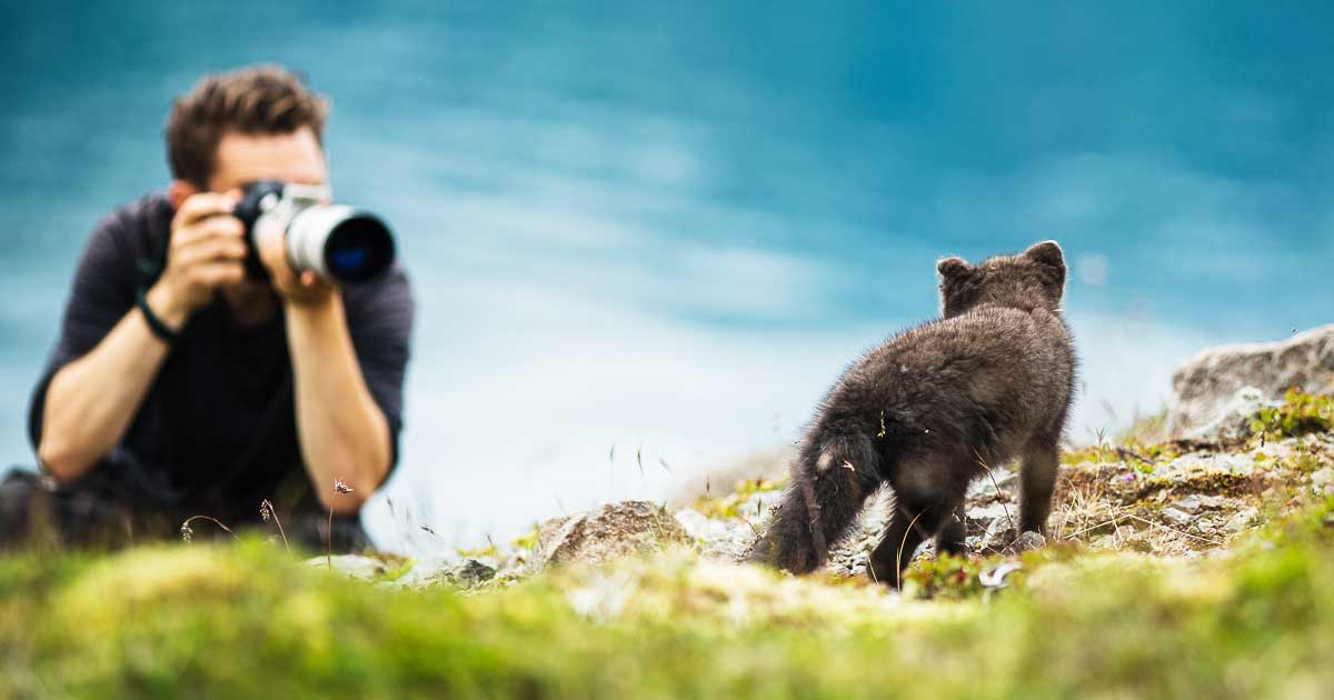 Nature & Wildlife Tour in Hornstrandir Reserve