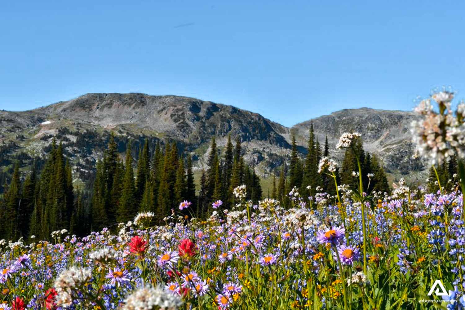 Hut To Hut Alpine Hiking Tour In Wells Gray | Adventures.com