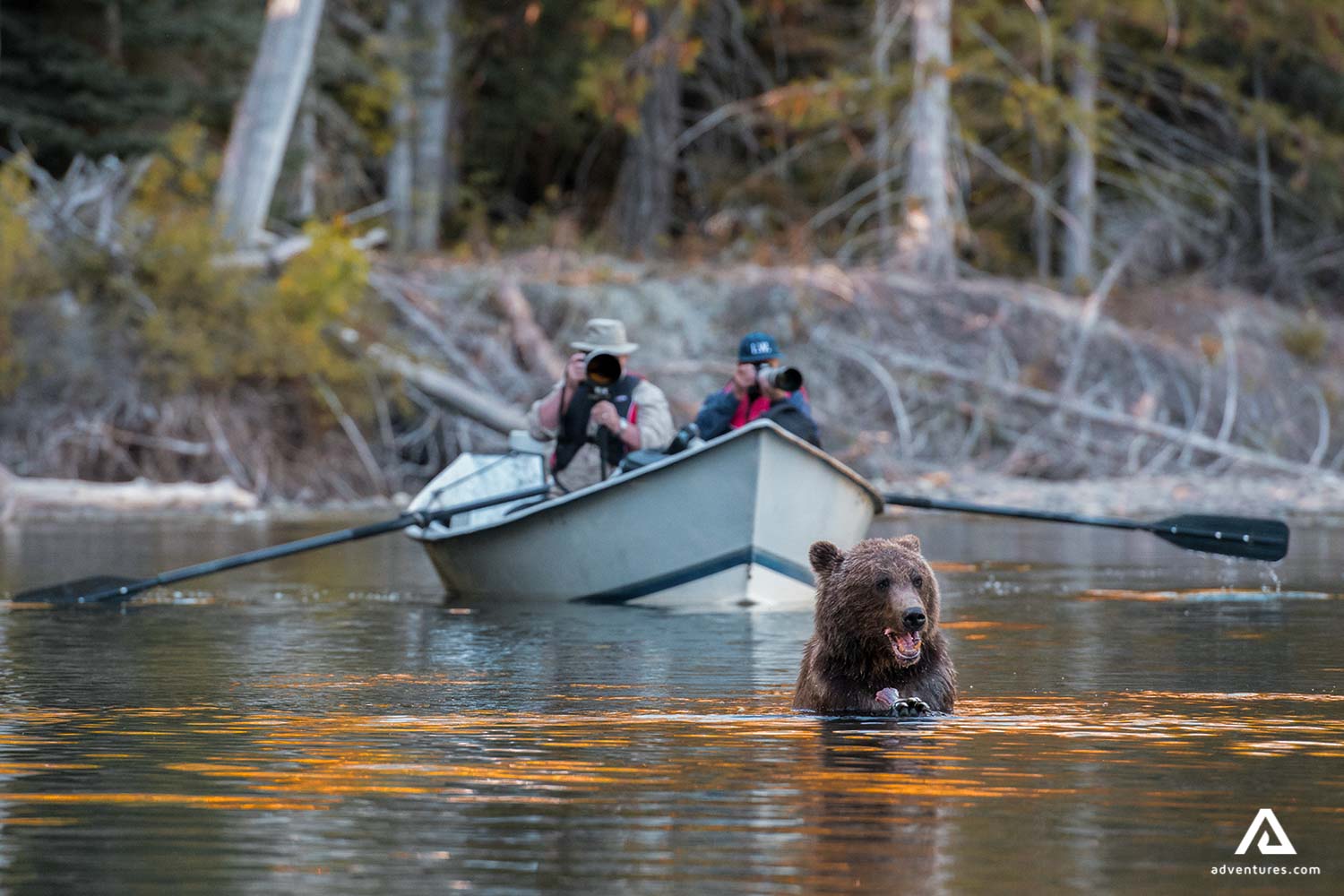 Watch Grizzly Bear Wildlife In Small Group | Adventures.com