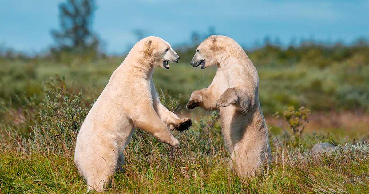 Wildlife Watching Ice Bears At The Hudson Bay