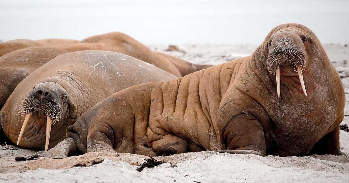 View Walrus & Bowhead Whales in Northern Canada