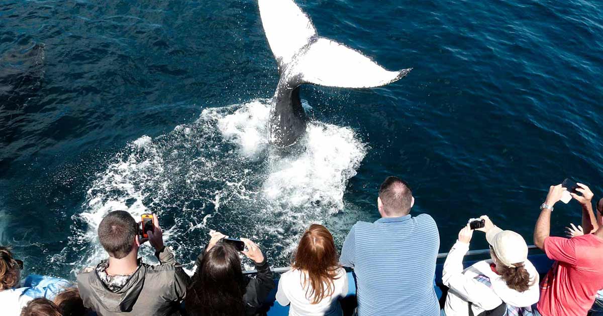 Watch Whales Along Newfoundland & Labrador | Adventures.com
