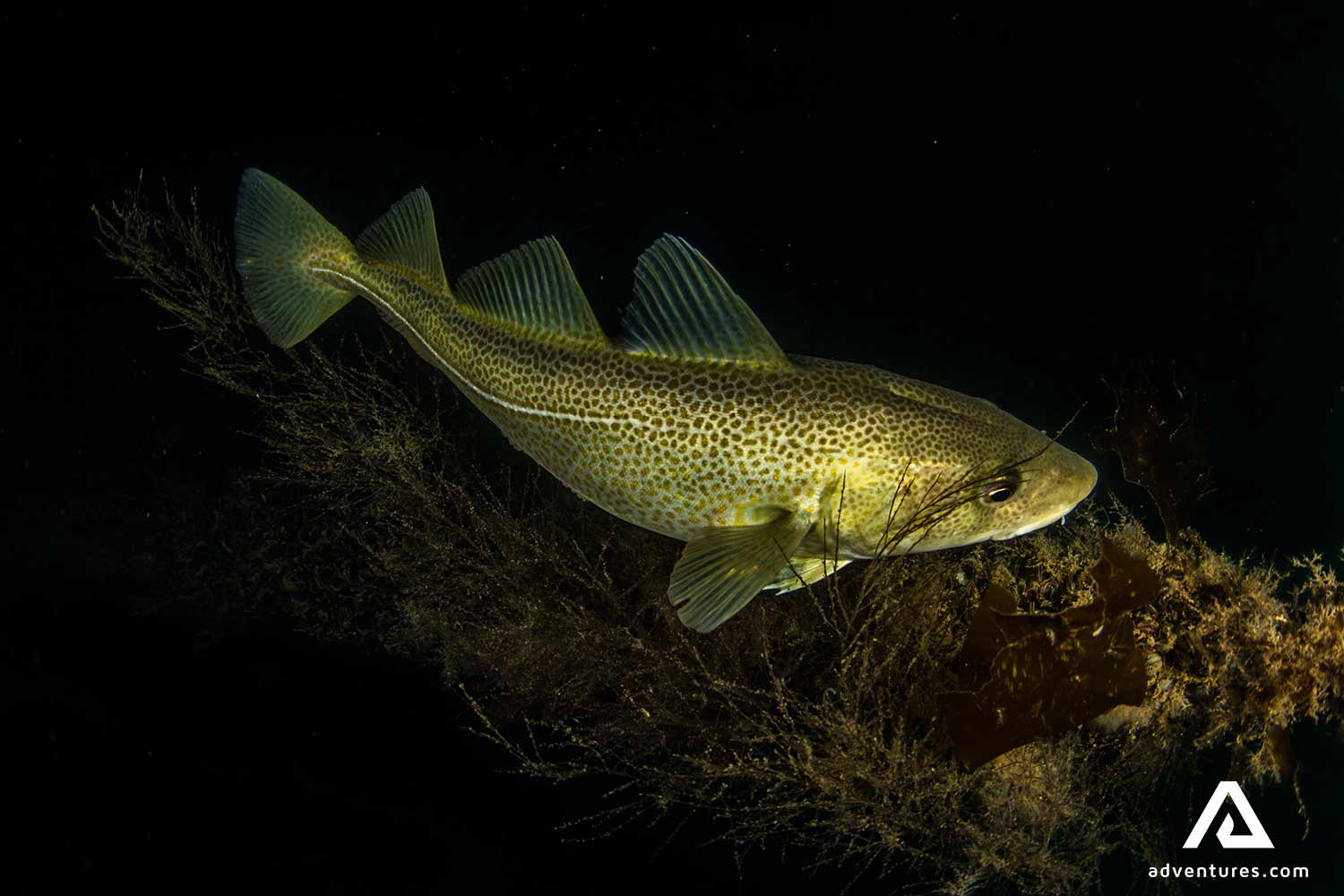 Diving in North Iceland - Strytan geothermal area | Adventures.com