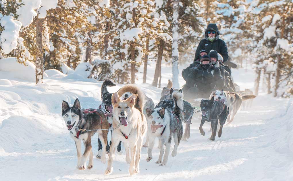 Dog Sledding Tours in Sweden | Adventures.com