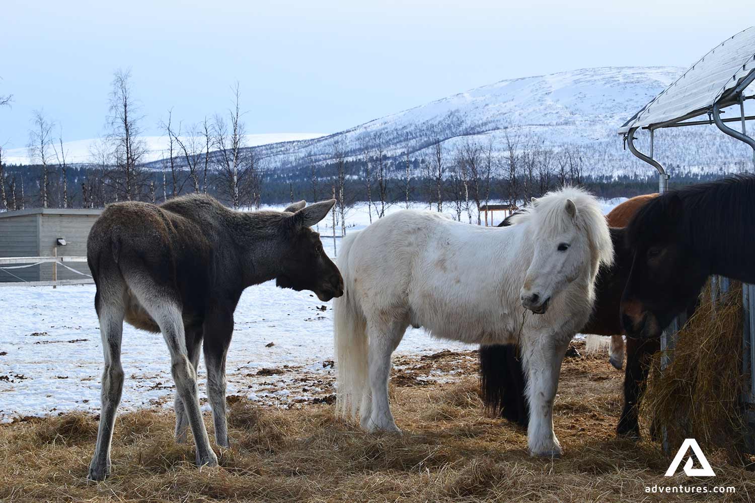 Moose Safari on Horseback | Adventures.com