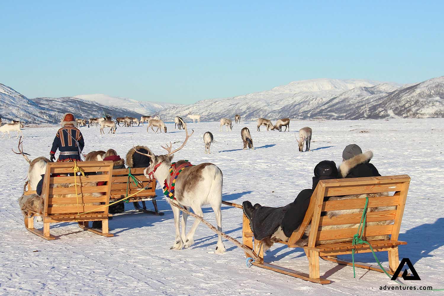 Short Reindeer Sledding, Feeding and Sami Culture | Adventures.com