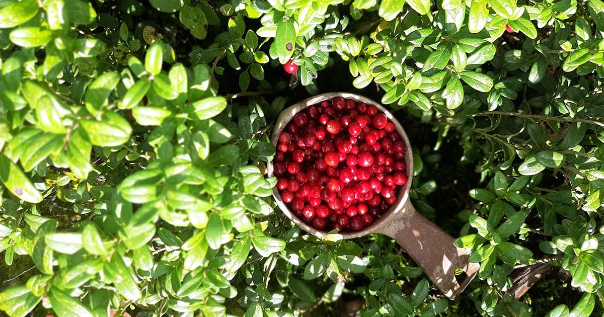 A National Park Berry Picking Tour from Helsinki