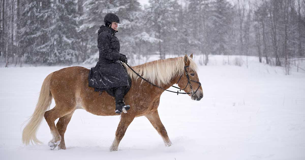 Small-Group Horseback Riding Tour in the Snow