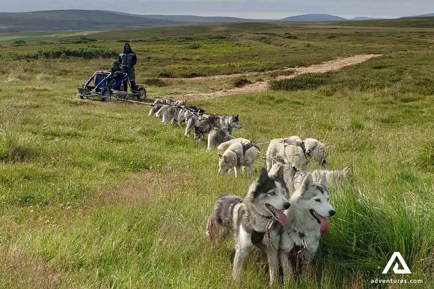 Dogsledding in North Iceland Tour | Adventures.com