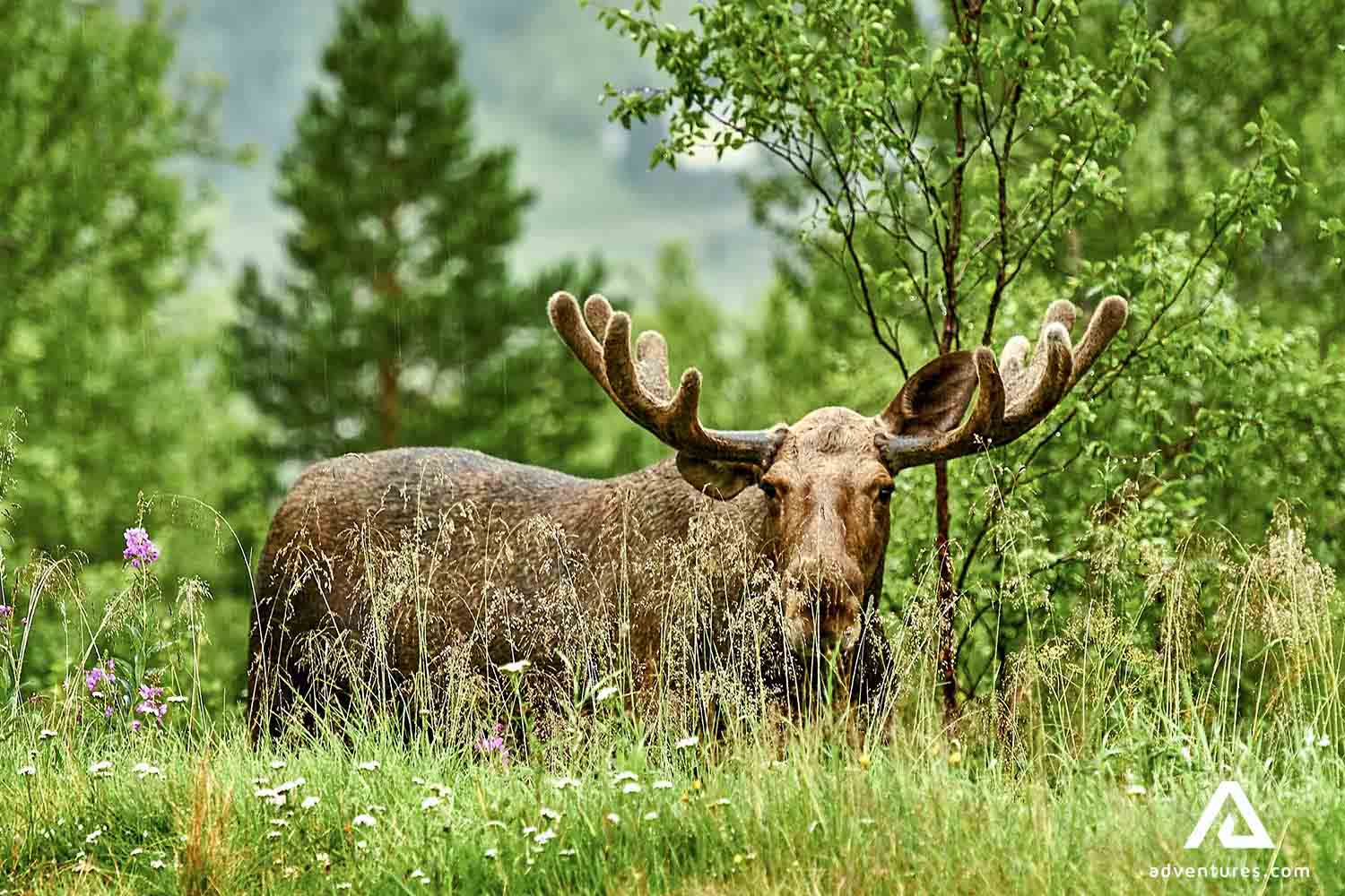 Moose Safari in Bodø, Northern Norway | Adventures.com