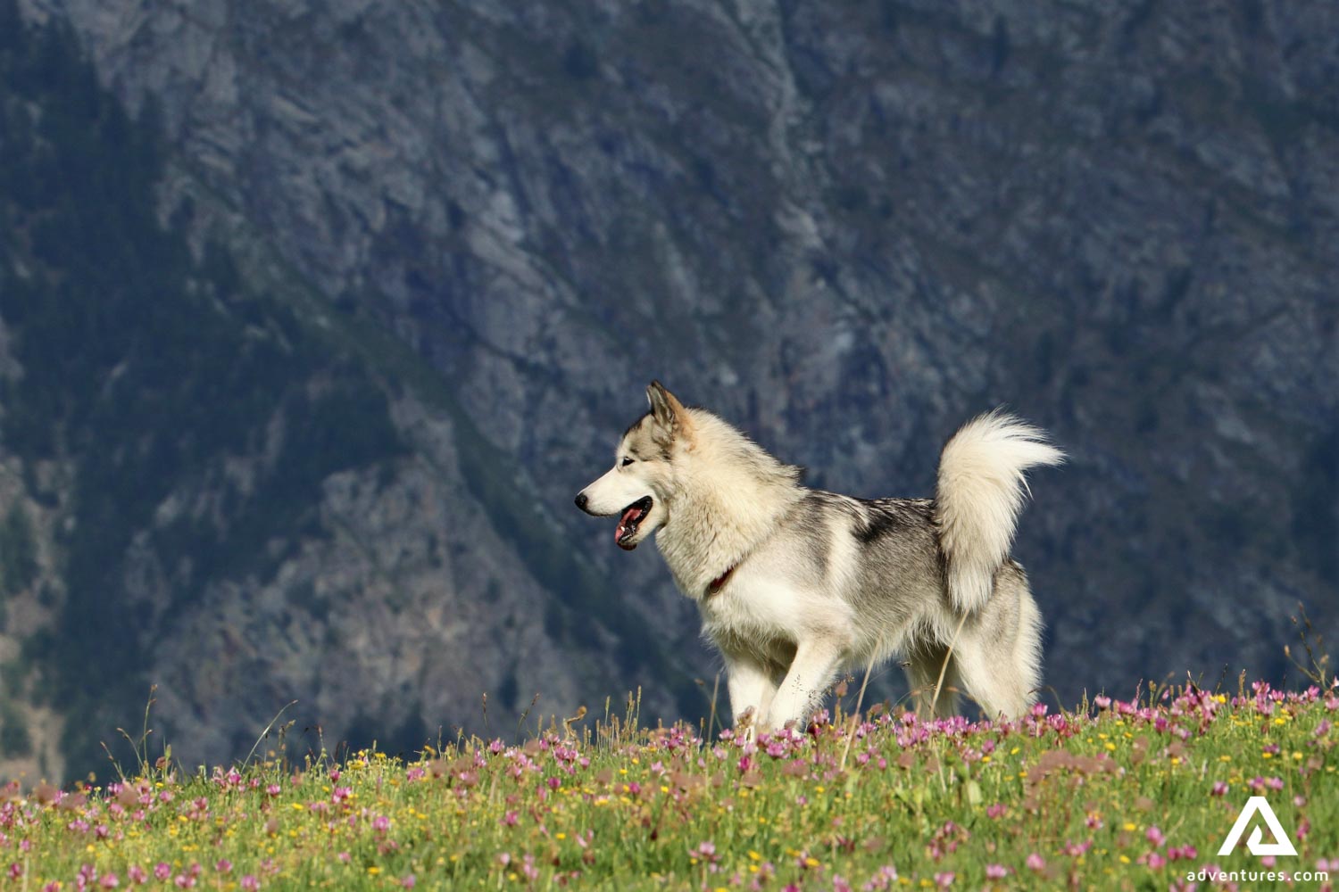 10 Interesting Facts about Alaska | Adventures.com