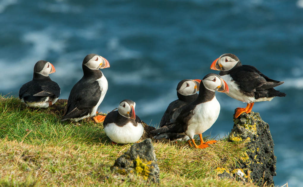 Puffin Tours in Iceland | Adventures.com