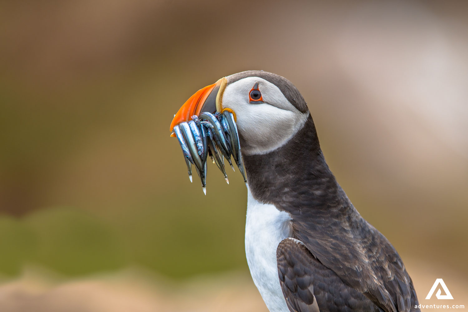 Puffin Tour Grundarfjörður | Adventures.com