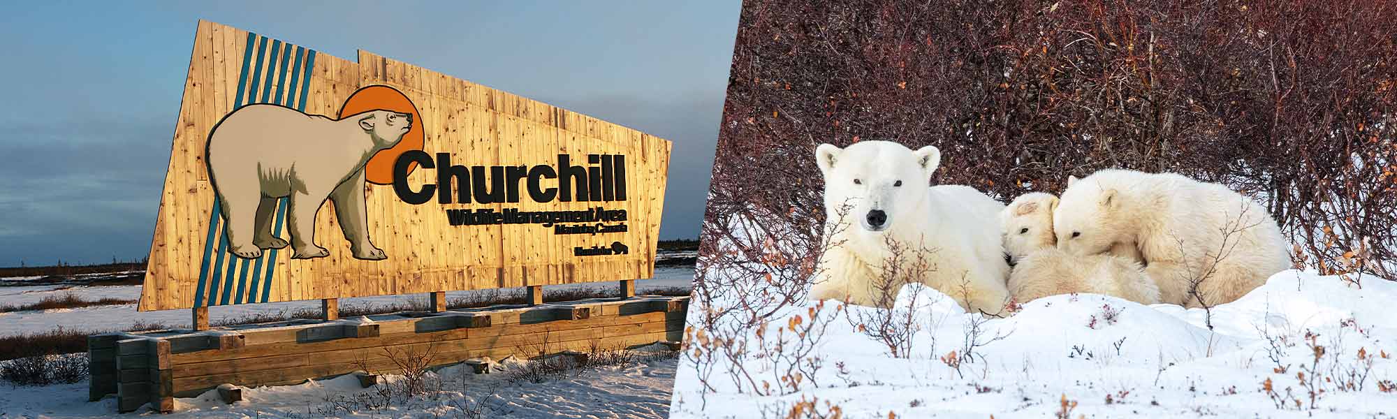 Ultimate Polar Bear Adventure in Churchill, Manitoba