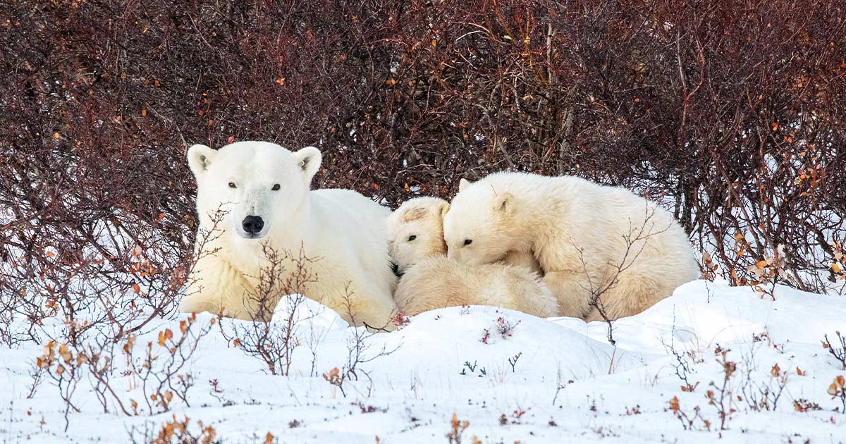 Ultimate Polar Bear Adventure in Churchill, Manitoba