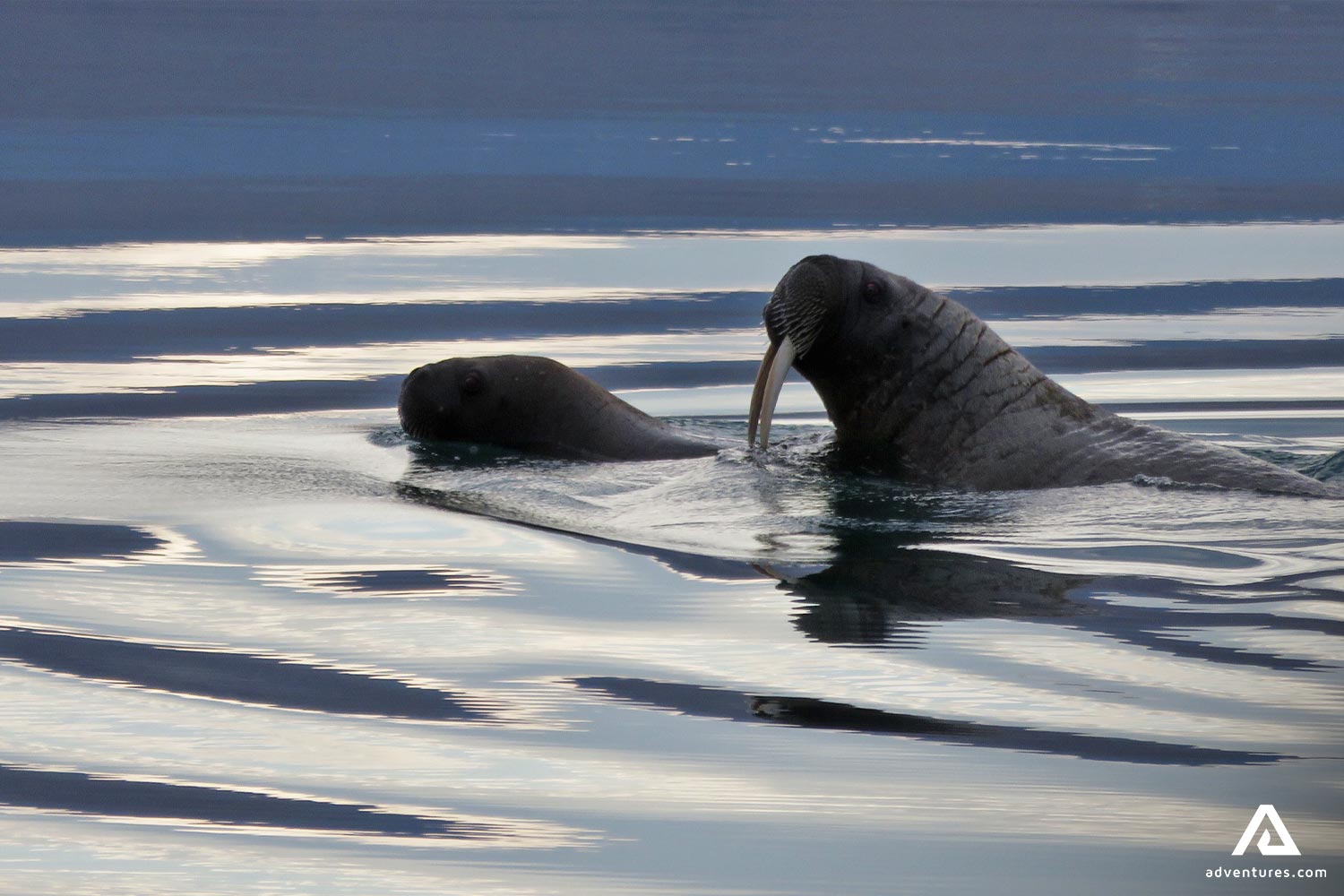 Ellesmere Alexandra Fiord Expedition | Adventures.com
