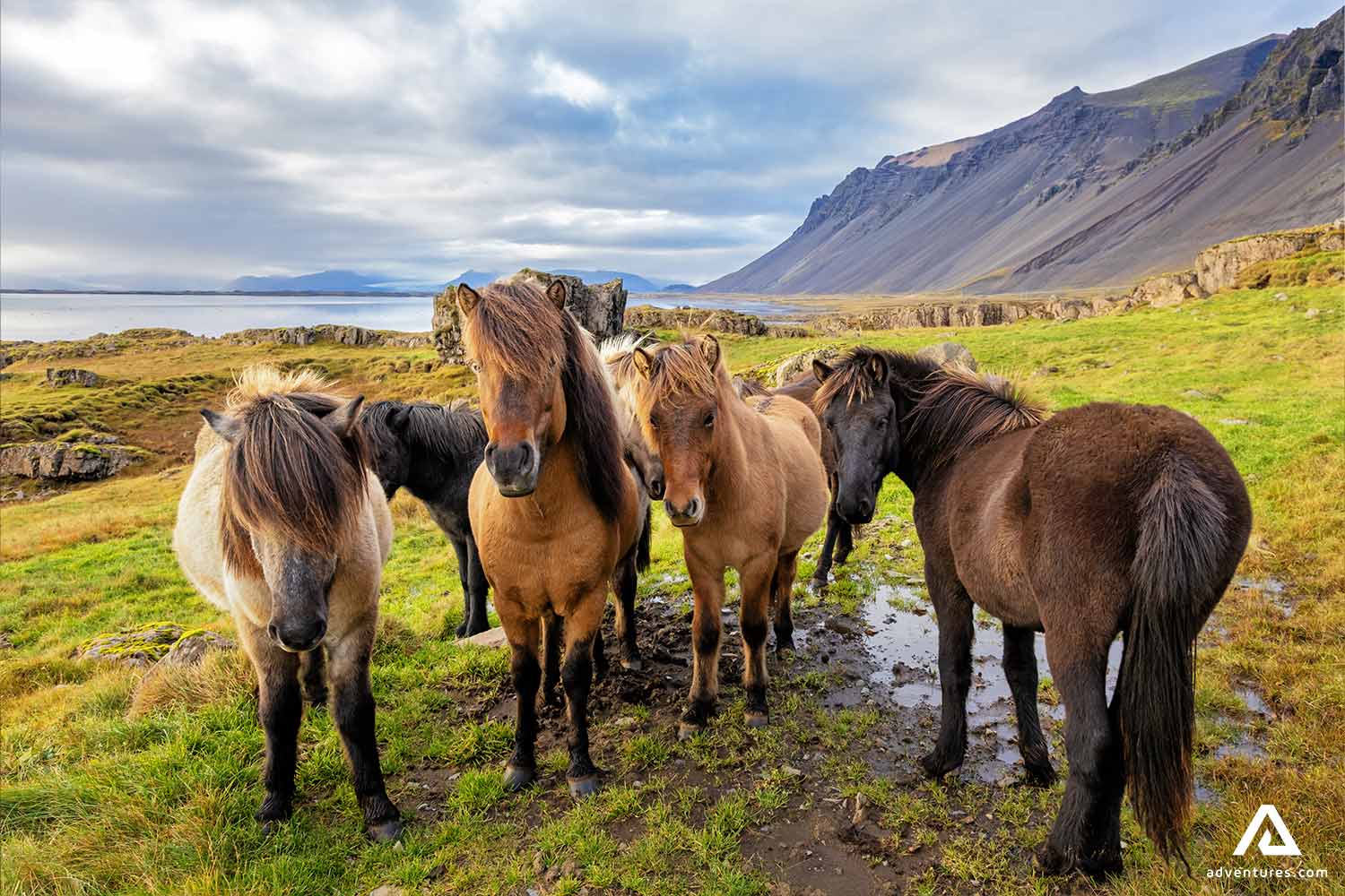 Horse Riding in East Iceland | Adventures.com