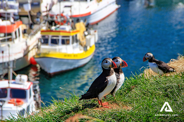 Where to see puffins in Iceland? | Adventures.com