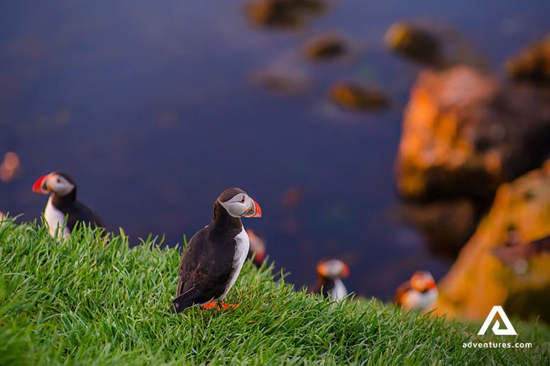 Where to see puffins in Iceland? | Adventures.com