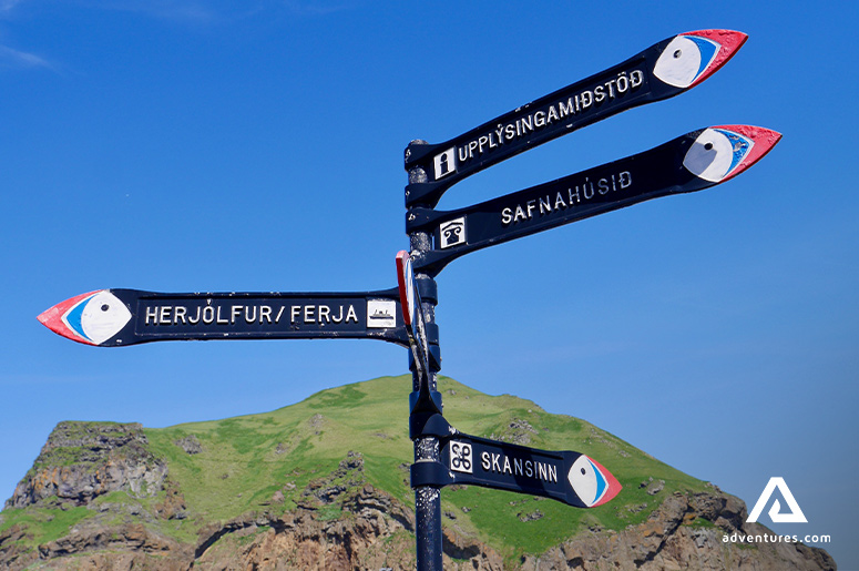 Where to see puffins in Iceland? | Adventures.com