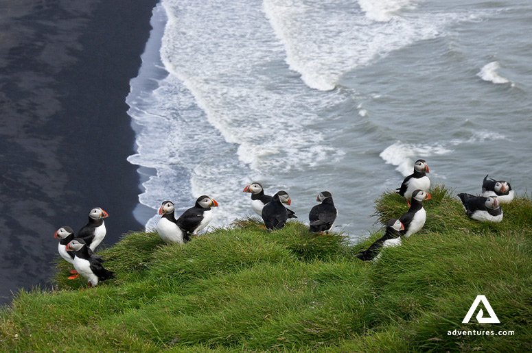 Where to see puffins in Iceland? | Adventures.com