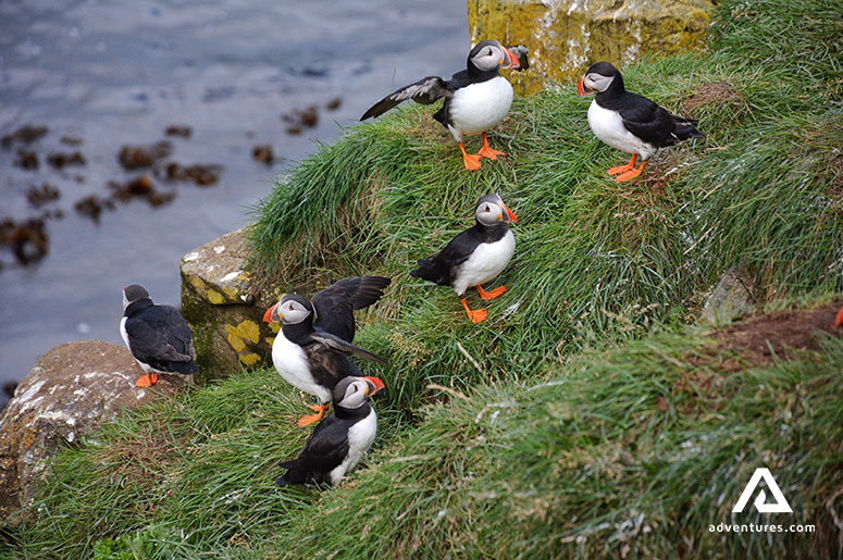 15 Things to Do in Vestmannaeyjar | Adventures.com