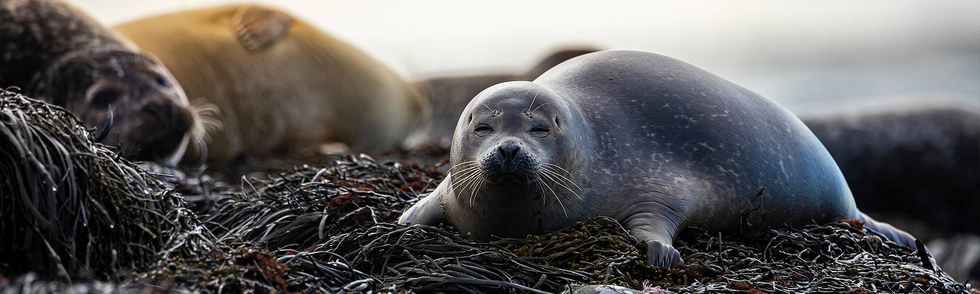 The Ultimate Guide to Ytri-Tunga Beach in Iceland | Adventures.com