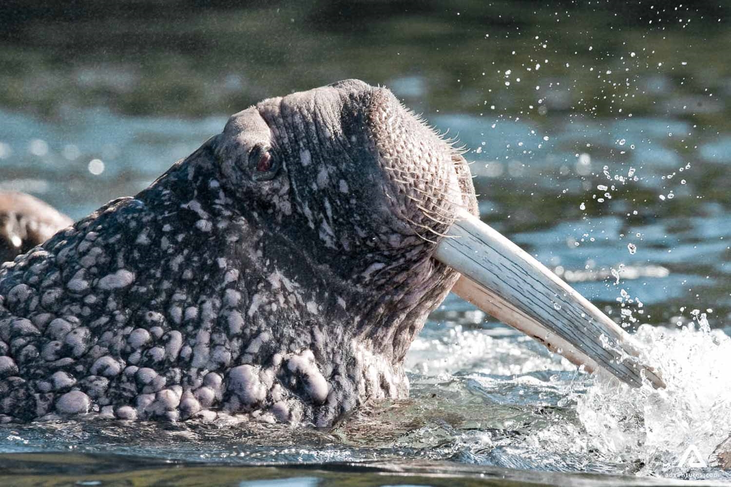 View Walrus & Bowhead Whales Northern Canada | Adventures.com