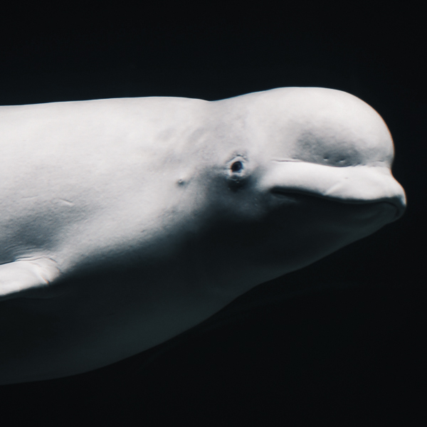 Arctic Wildlife Somerset Island Nunavut | Adventures.com