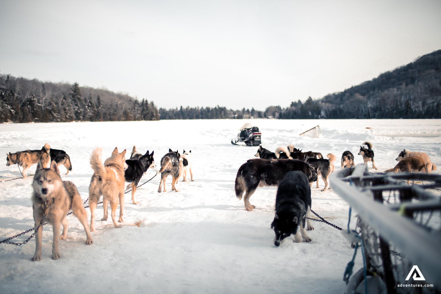 Dog-sledding & Snowmobiling Tour | Adventures.com