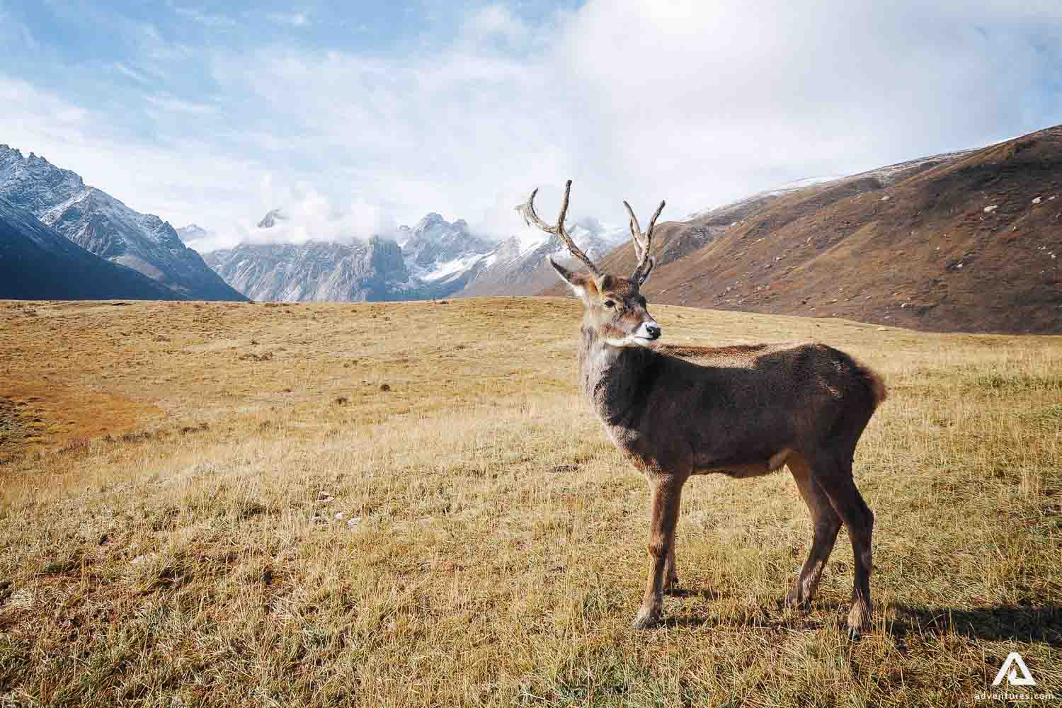 9 Arctic Animals You Can See in the North | Adventures.com