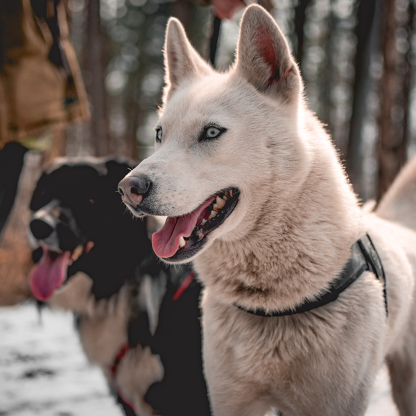 Husky Dog Assisted Hiking Tour in the Yukon | Adventures.com