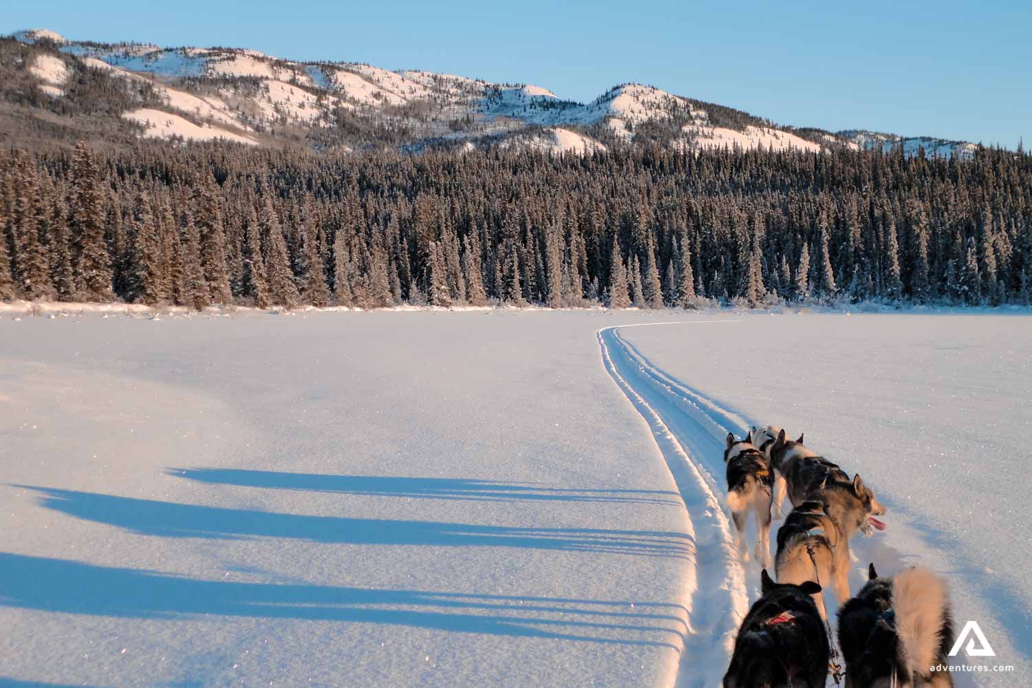 Dog Sledding Tour in The Yukon Lake Laberge | Adventures.com