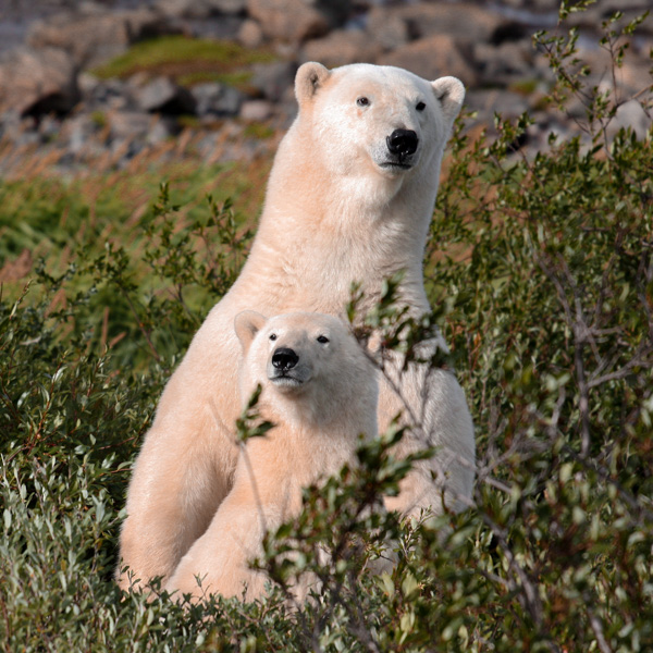 Polar Bear & Caribou Viewing Arctic Safari | Adventures.com