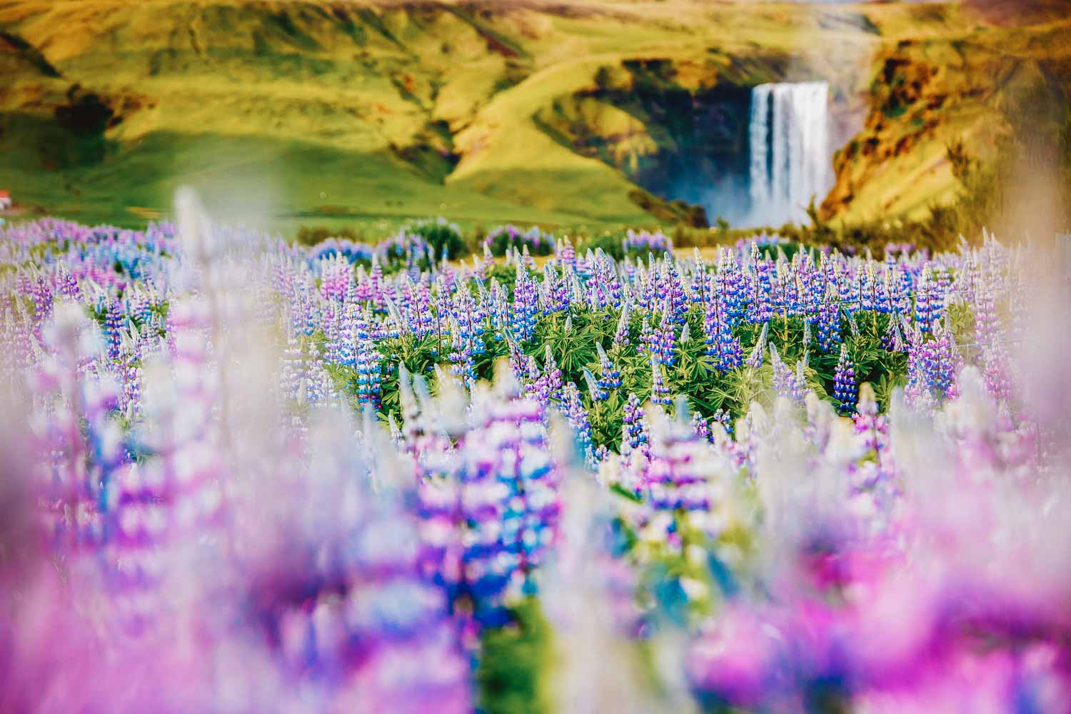 Iceland in August | Adventures.com