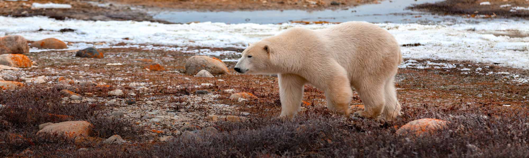 The Polar Bear Capital of the World | Adventures.com