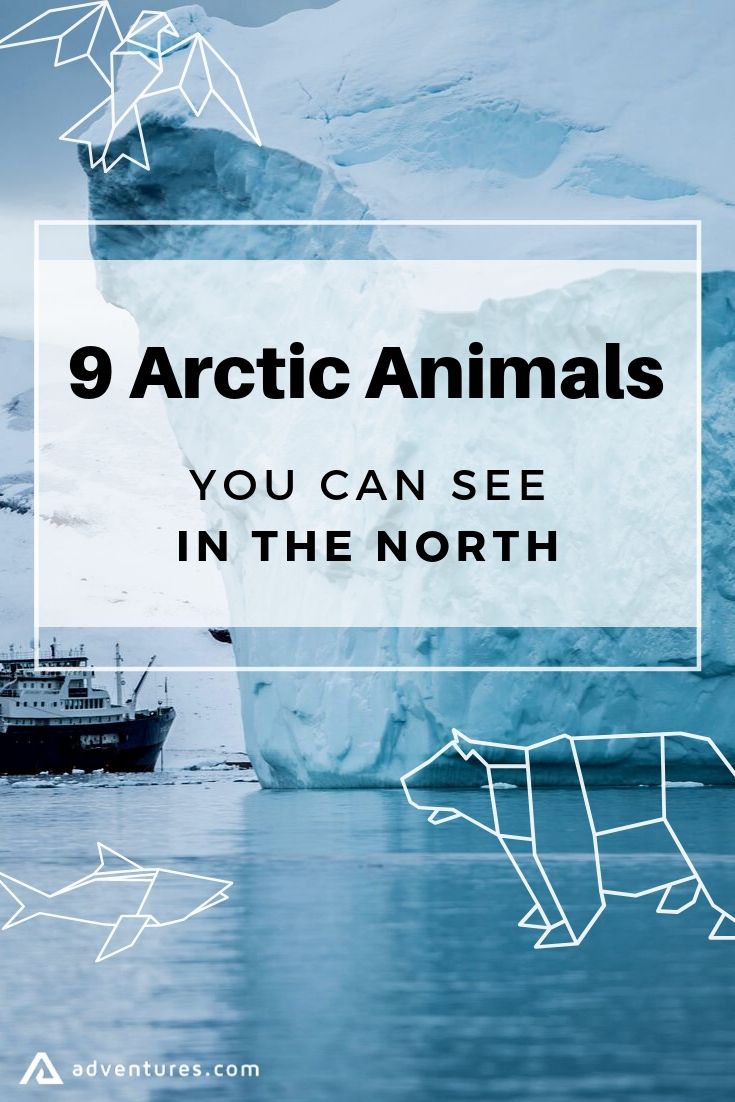9 Arctic Animals You Can See in the North | Adventures.com