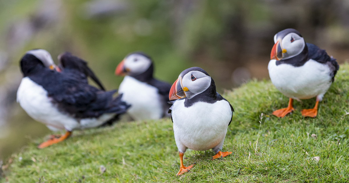 Puffin Tours in Iceland | Adventures.com